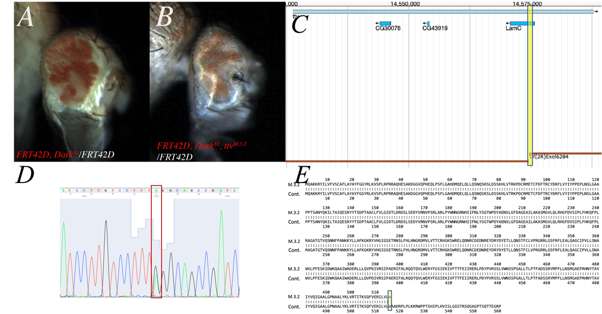 Dr. Alexandra Peister Publishes Groundbreaking Research in Genetics